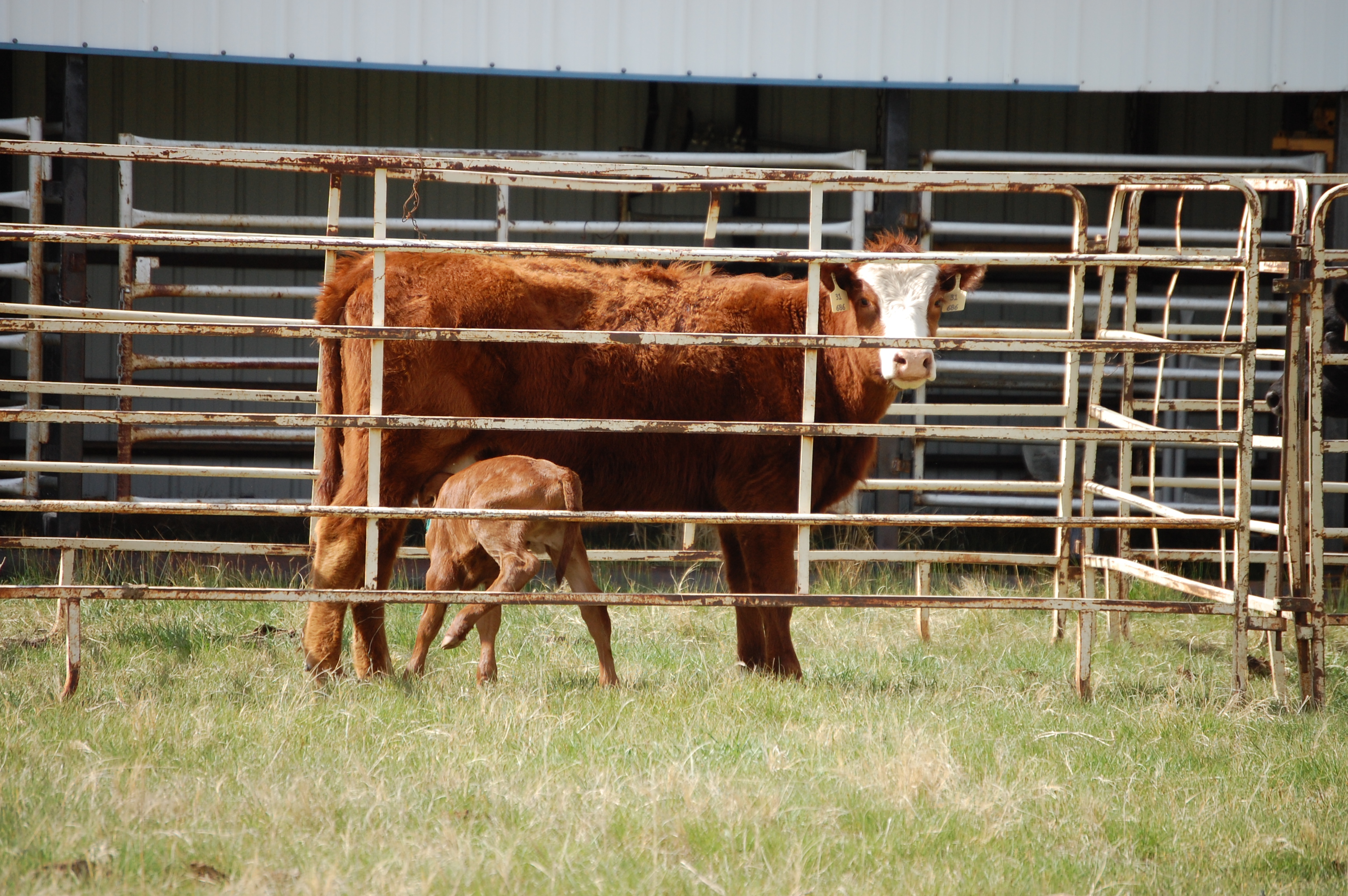 Beef | Faith Family and Beef